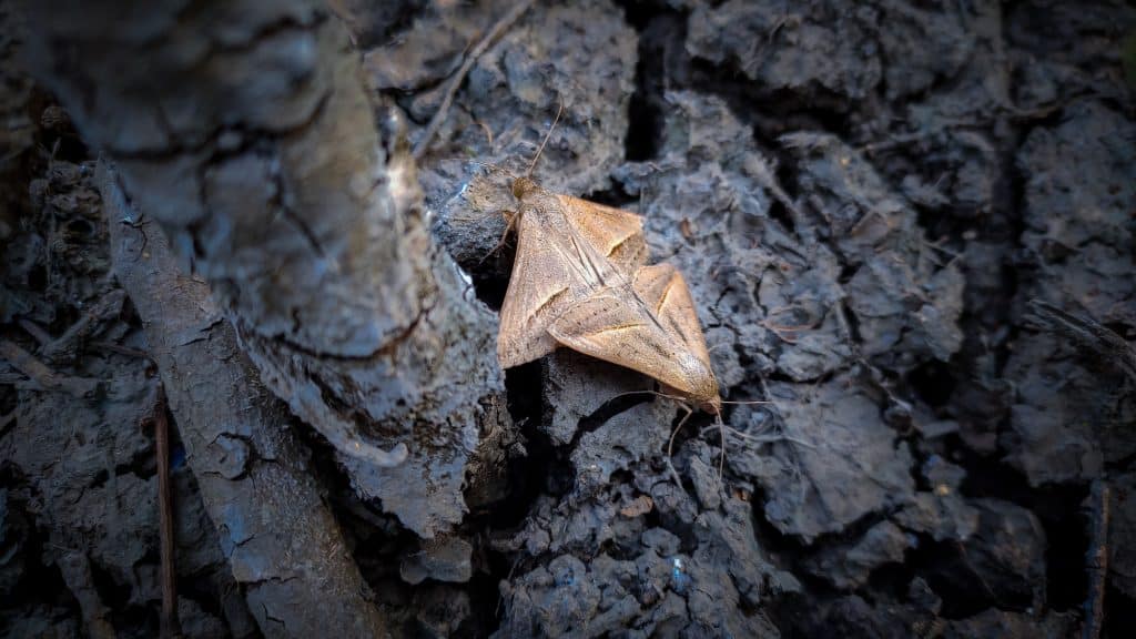 Curious Nature: Pheromones control more than mating in the animal ...